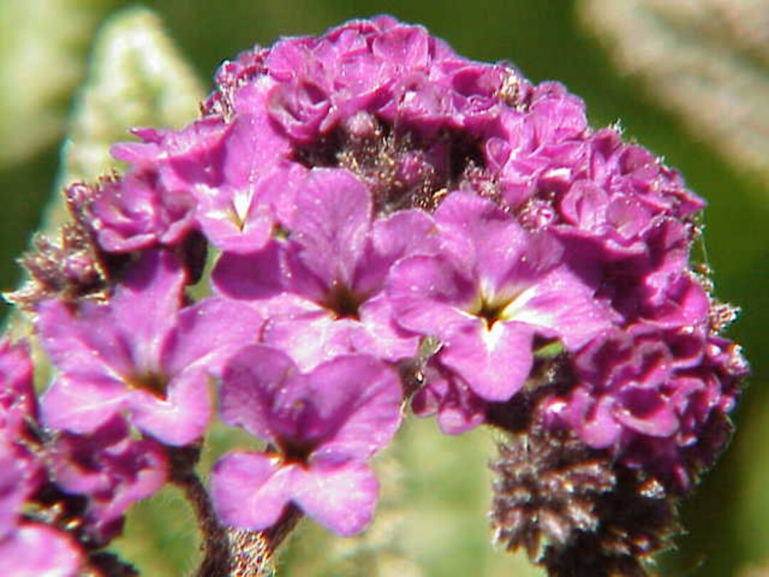 150 Heliotrope Seeds - Heliotropium Arborescens - Aromatic - Etsy