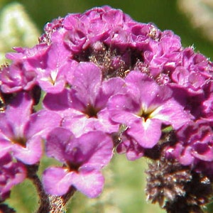 150 Heliotrope Seeds - Heliotropium Arborescens - Aromatic - Etsy