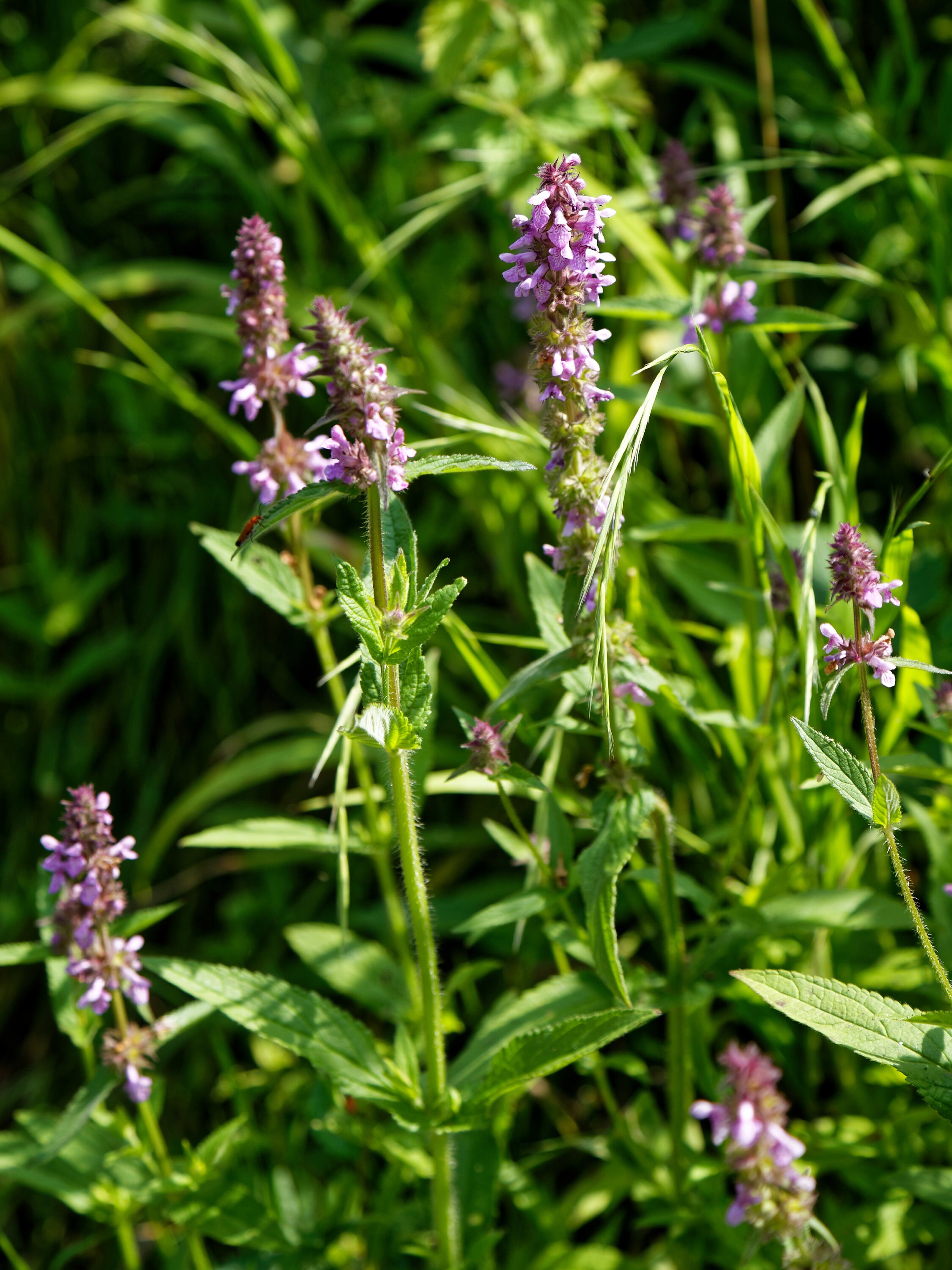 Betony Seeds - Stachys Officinalis Seeds - Multiple Quantities - Etsy