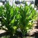 1000 Harrow Velvet Tobacco Seeds Heirloom Medium Flavor Burley - Etsy