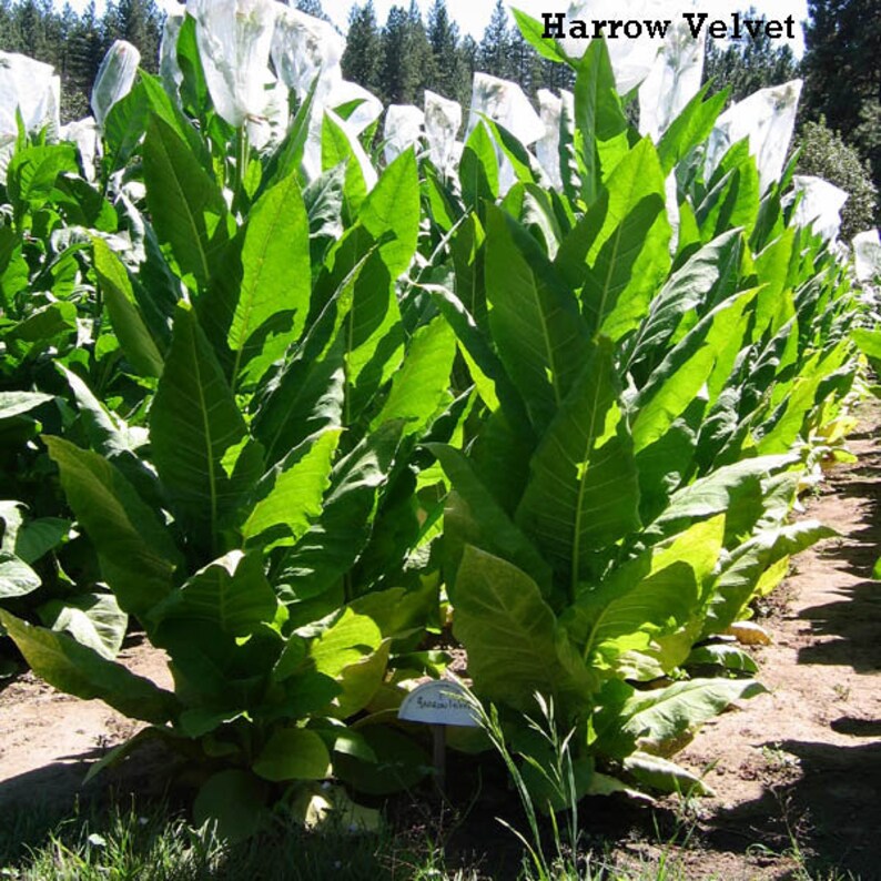 1000 Harrow Velvet Tobacco Seeds Heirloom Medium Flavor - Etsy