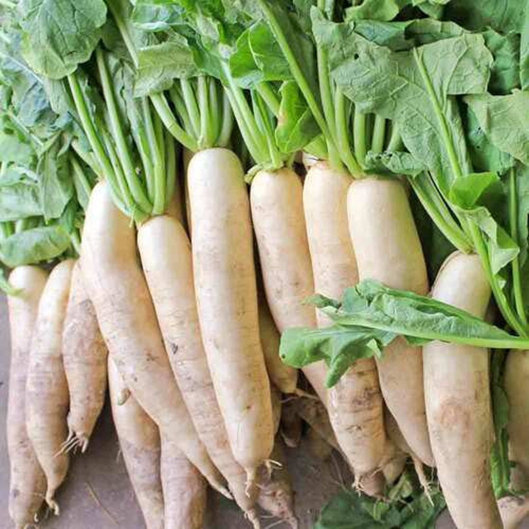 500 Japanese Minowase Radish Seeds - Non-gmo Heirloom Radish - Diakon ...