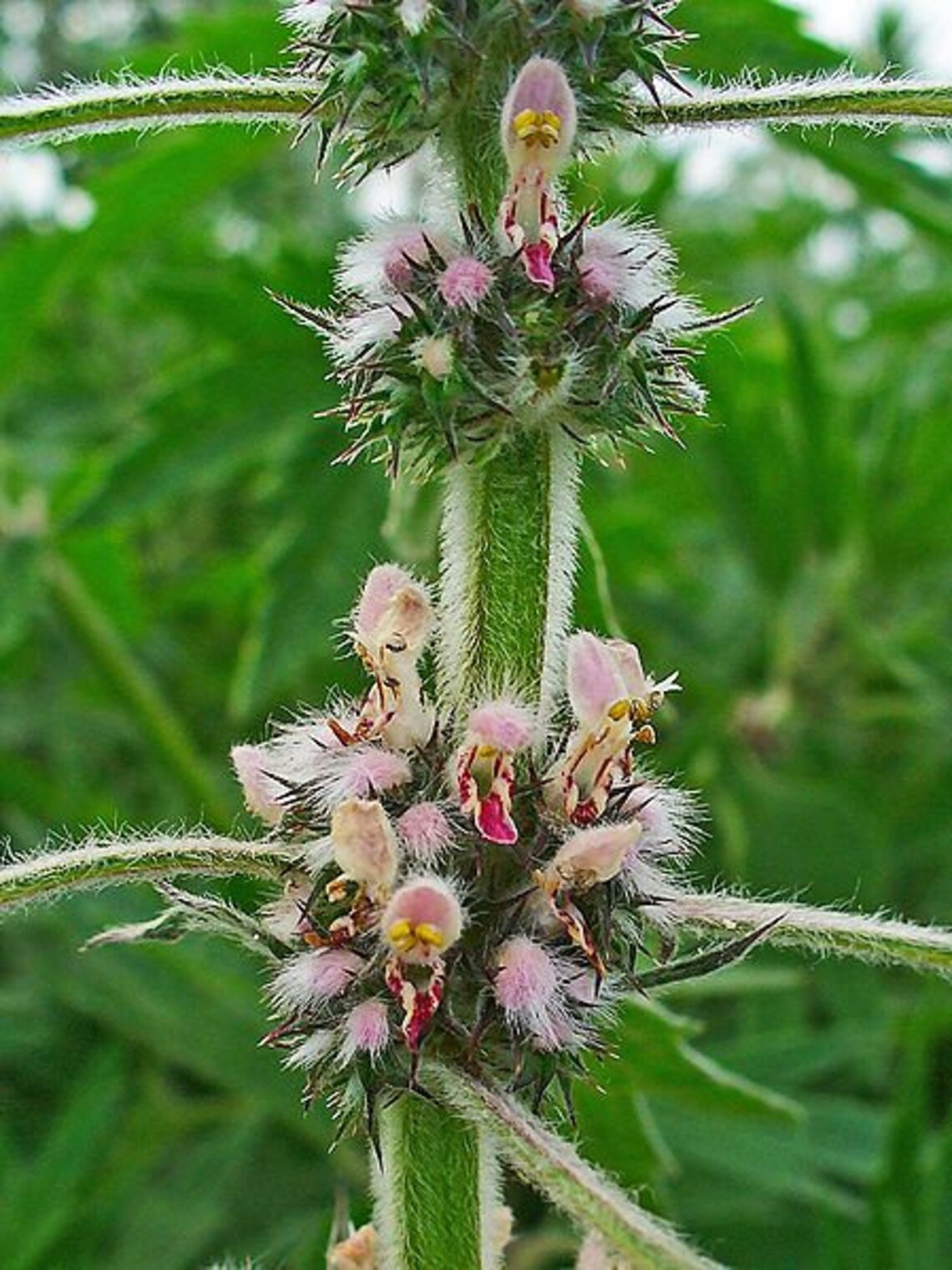 150 Leonurus Cardiaca Seeds - Motherwort Seeds - Herb - Beautiful ...