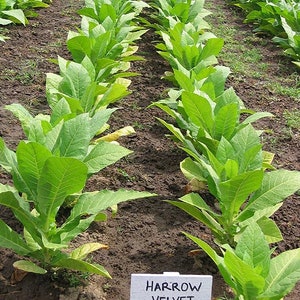 1000 Harrow Velvet Tobacco Seeds ~ Heirloom ~ Medium Flavor ~ Burley - Etsy