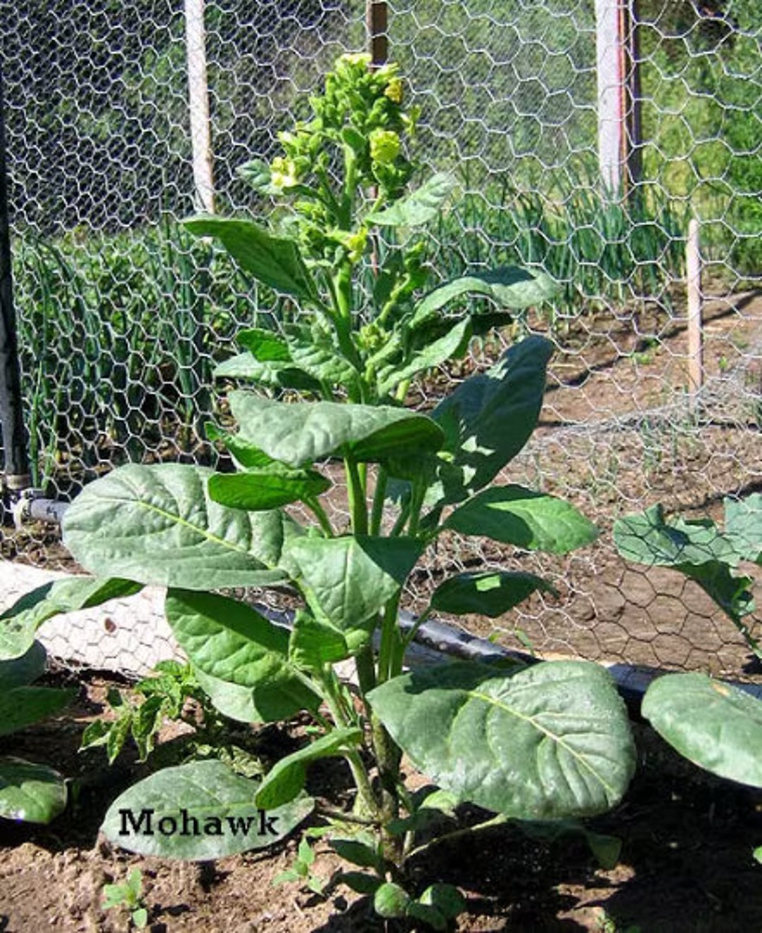 1000 Mohawk Nicotiana Rustica Tobacco Seeds - Etsy