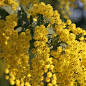 Acacia Baileyana Seeds - Golden Mimosa - Yellow Wattle Tree - 10, 25 ...