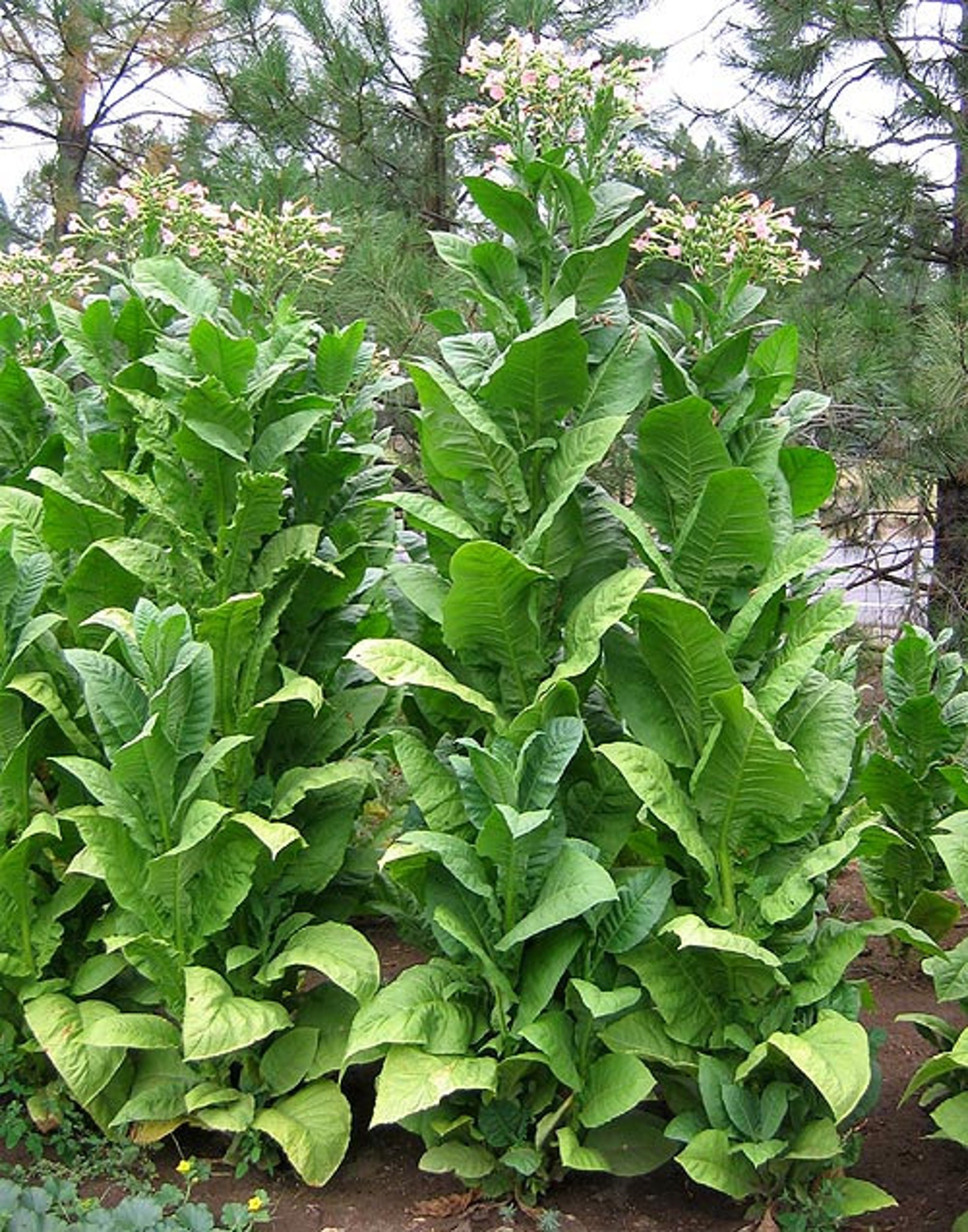 1000 African Red Tobacco Seeds ~ Bright Leaf Nicotiana Tabacum ~ High ...