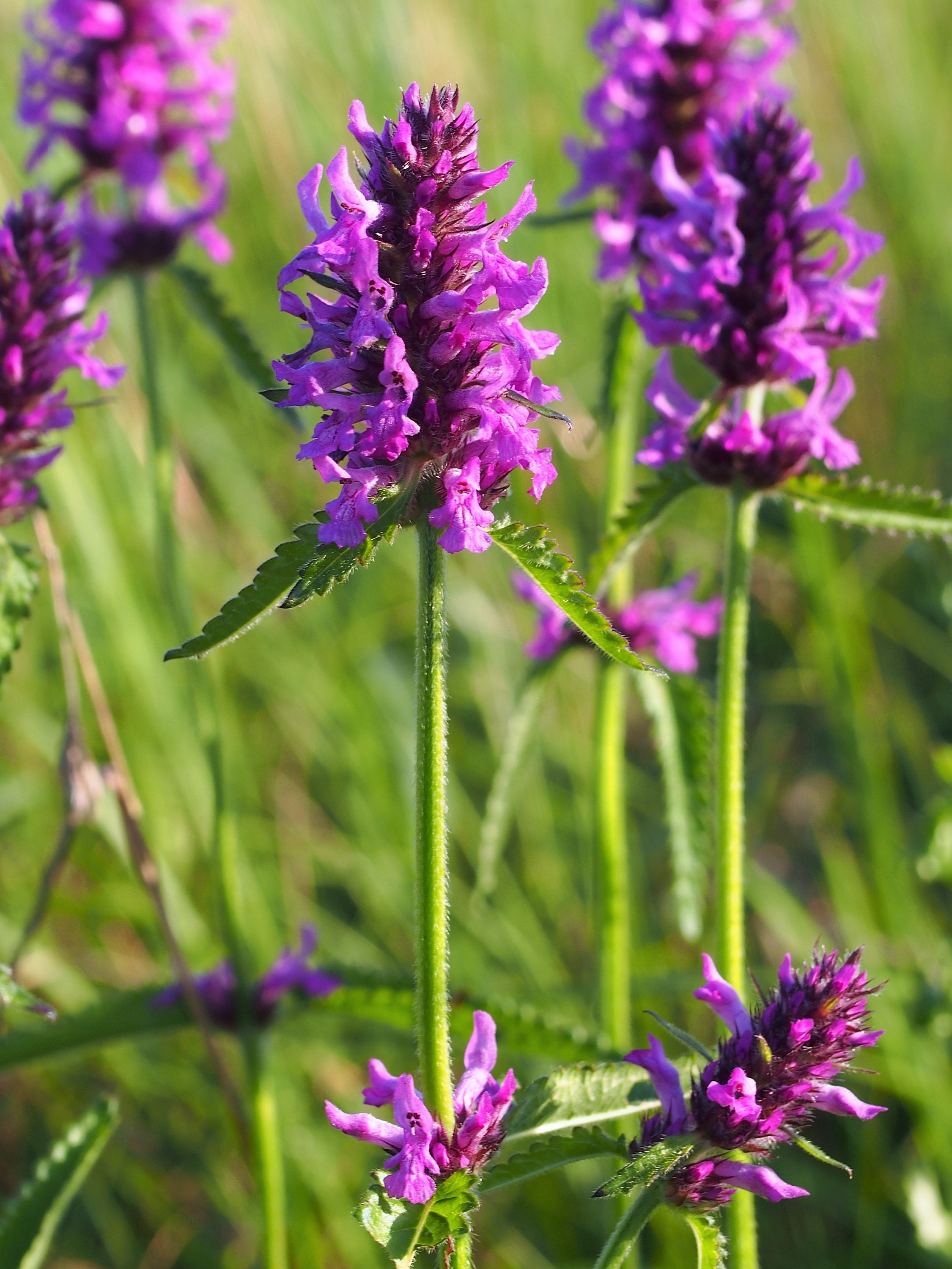 Betony Seeds - Stachys Officinalis Seeds - Multiple Quantities - Etsy