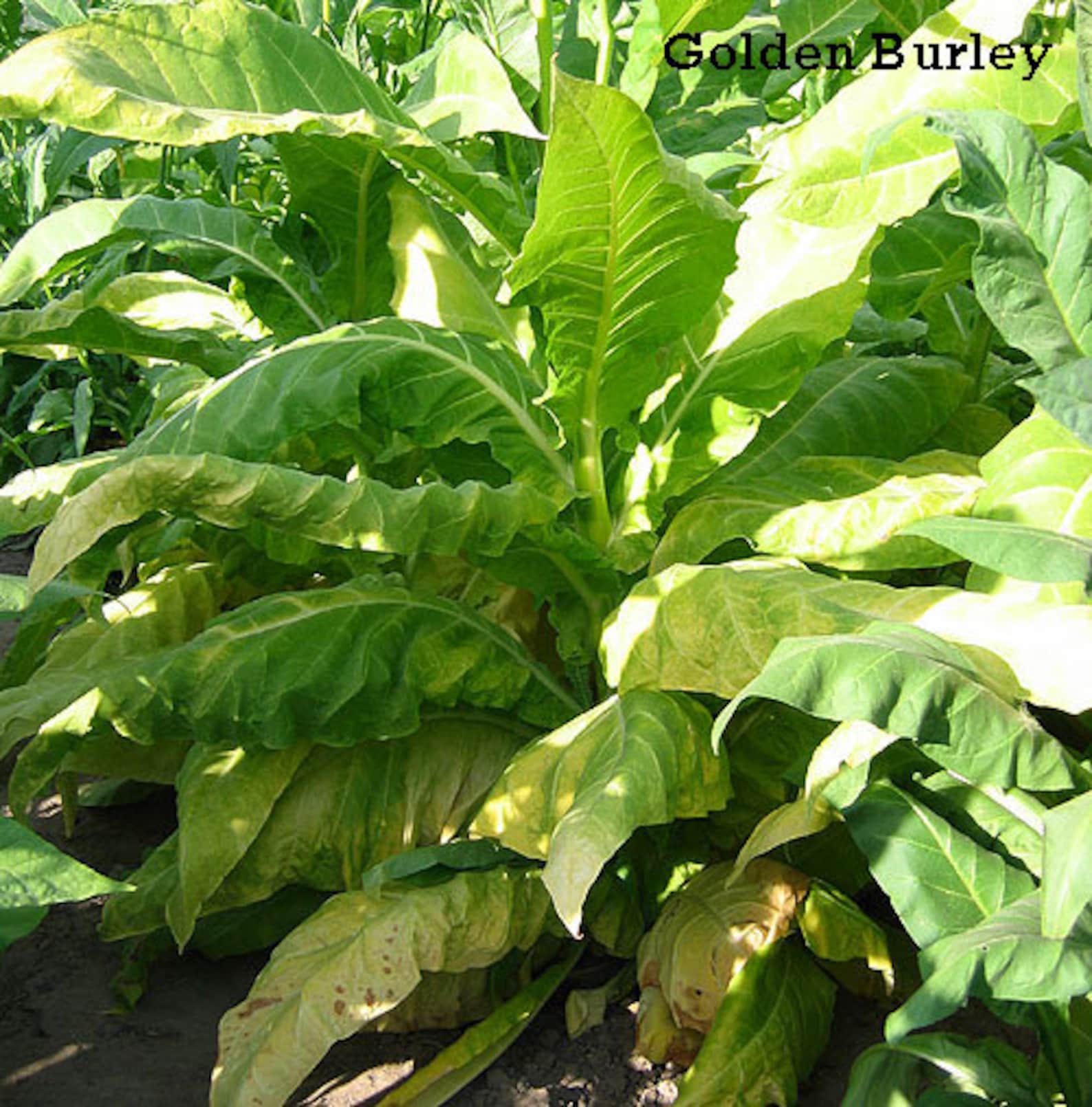 1000 Golden Burley Tobacco Seeds Heirloom Nicotiana Tabacum - Etsy