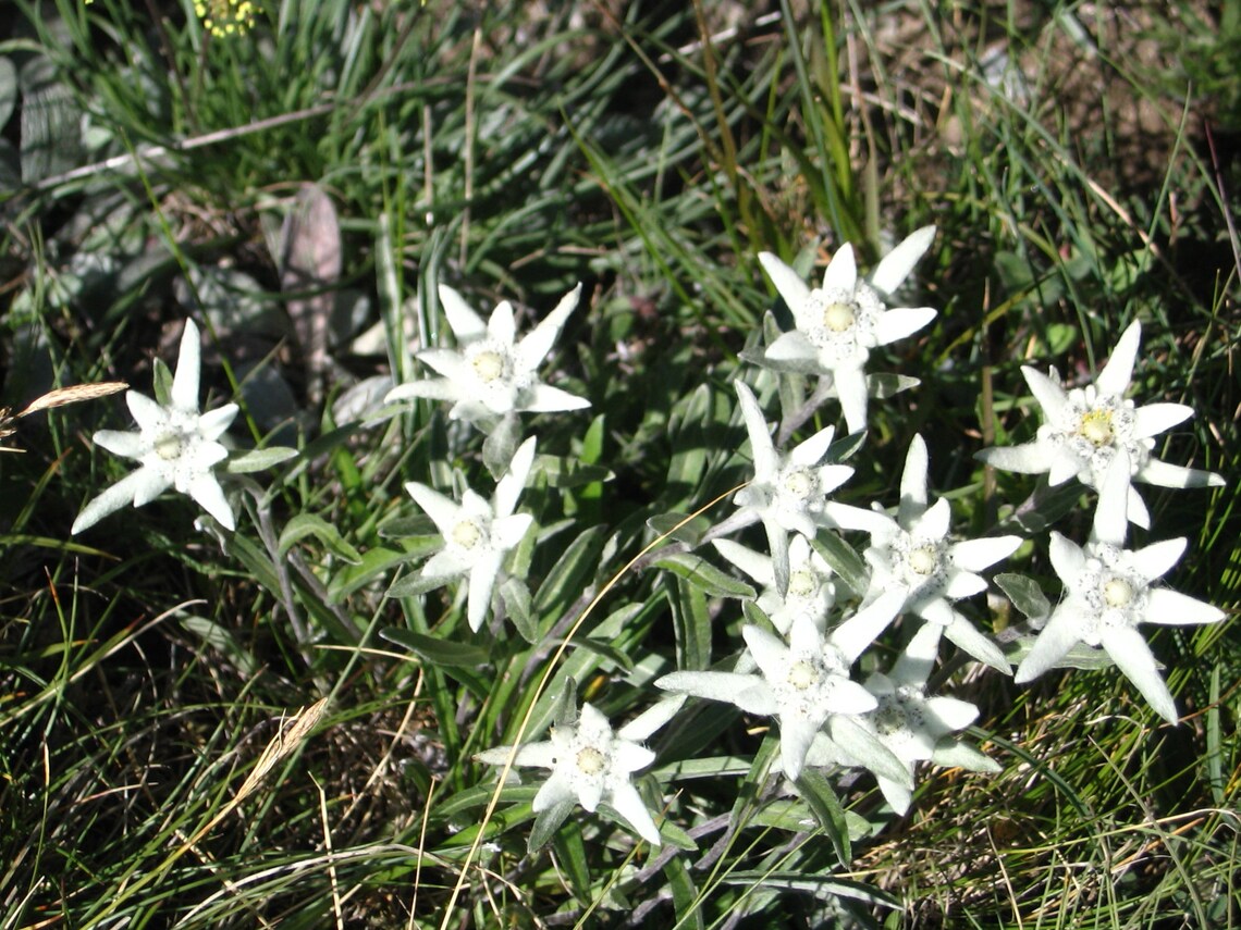 500 Leontopodium Alpinum Seeds - Edelweiss Seeds - Etsy