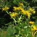 50 Inula Helenium Seeds - Horse Heal - Elf Dock - Elecampane - Non-gmo ...