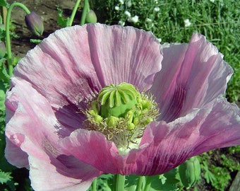Red Giant Poppy Wedding Giant Paper Flower Bouquet Large Paper Flower ...
