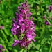 Betony Seeds - Stachys Officinalis Seeds - Multiple Quantities - Etsy