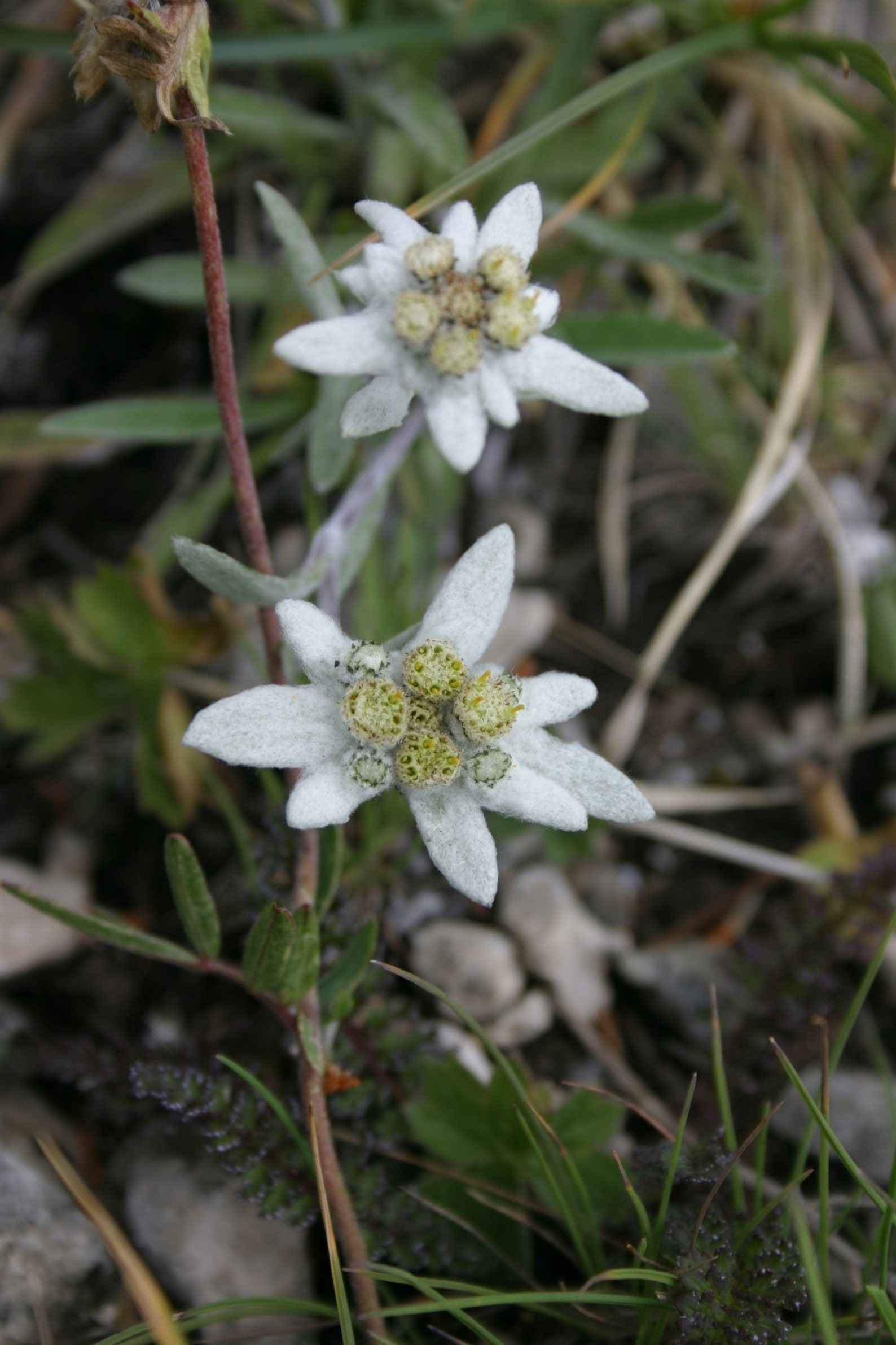 500 Leontopodium Alpinum Seeds - Edelweiss Seeds - Etsy