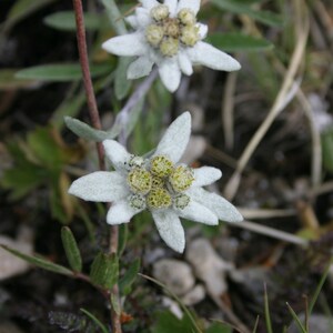 500 Leontopodium Alpinum Seeds - Edelweiss Seeds - Etsy