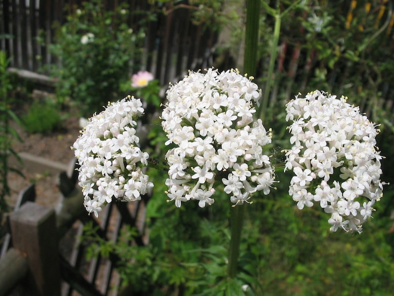 300 Valeriana Officinalis Seeds - Valerian Plant - Etsy