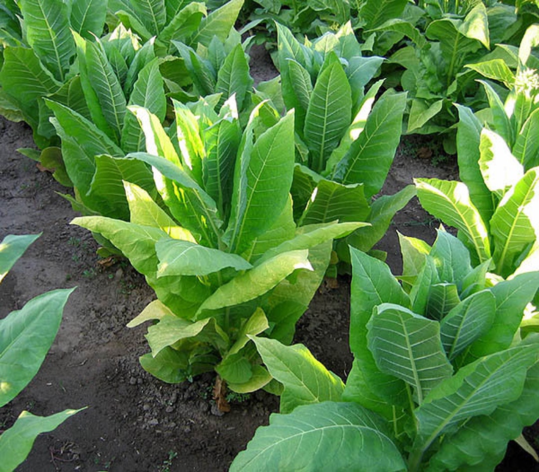 1000 Harrow Velvet Tobacco Seeds ~ Heirloom ~ Medium Flavor ~ Burley - Etsy