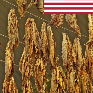 1000 Aztec Nicotiana Rustica Tobacco Seeds - Aztec Tobacco - Sacred ...