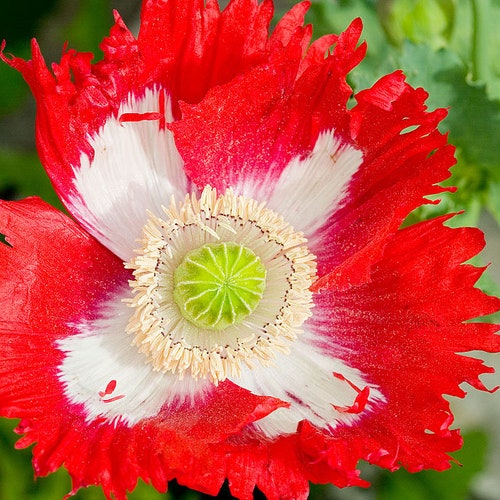 Danish Flag Poppy Seeds - 1,000 or 10,000 - Etsy