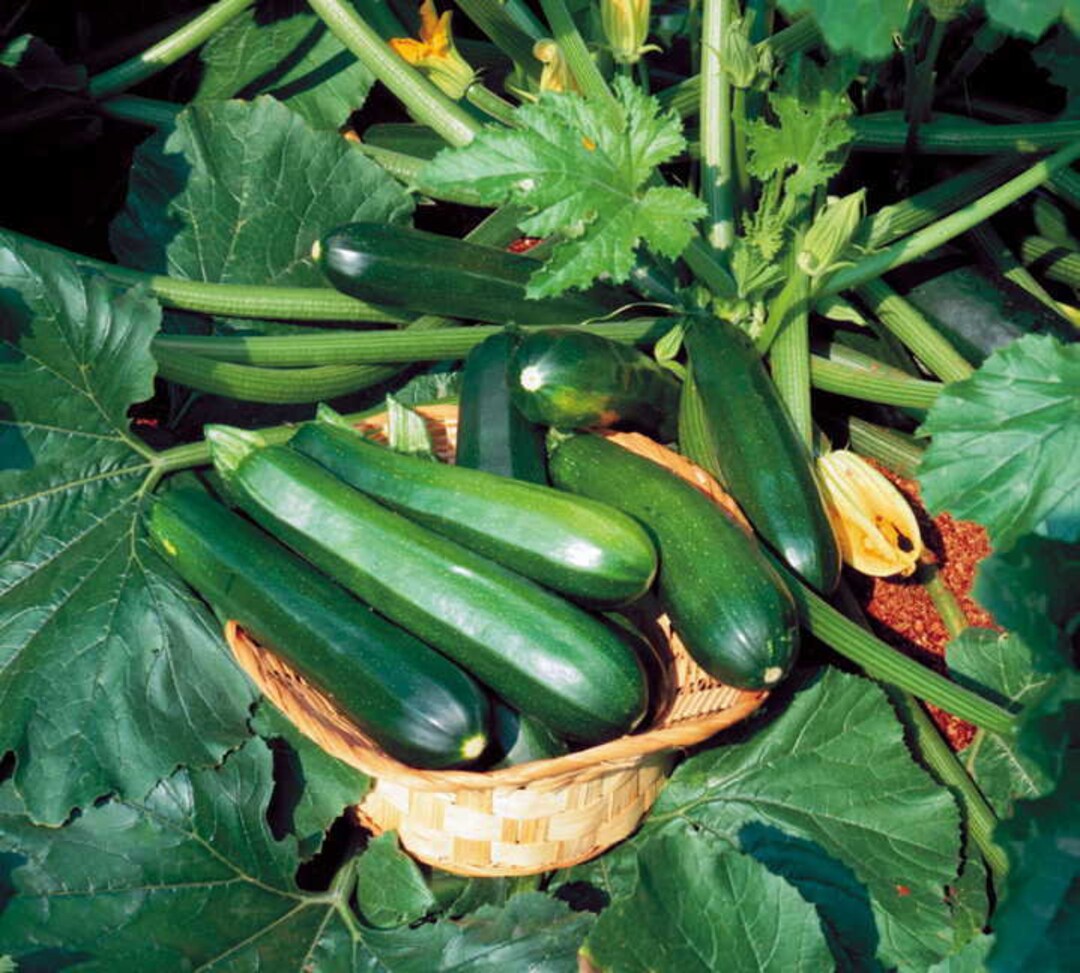 50 Black Beauty Zucchini Seeds - Non-gmo Heirloom Summer Squash - Bulk ...