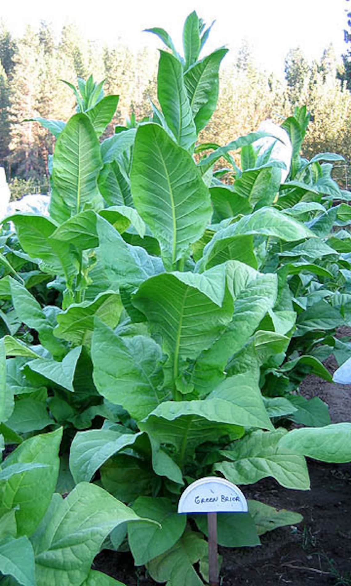1000 Green Brior Tobacco Seeds Heirloom Full Flavor Heavy Producing ...