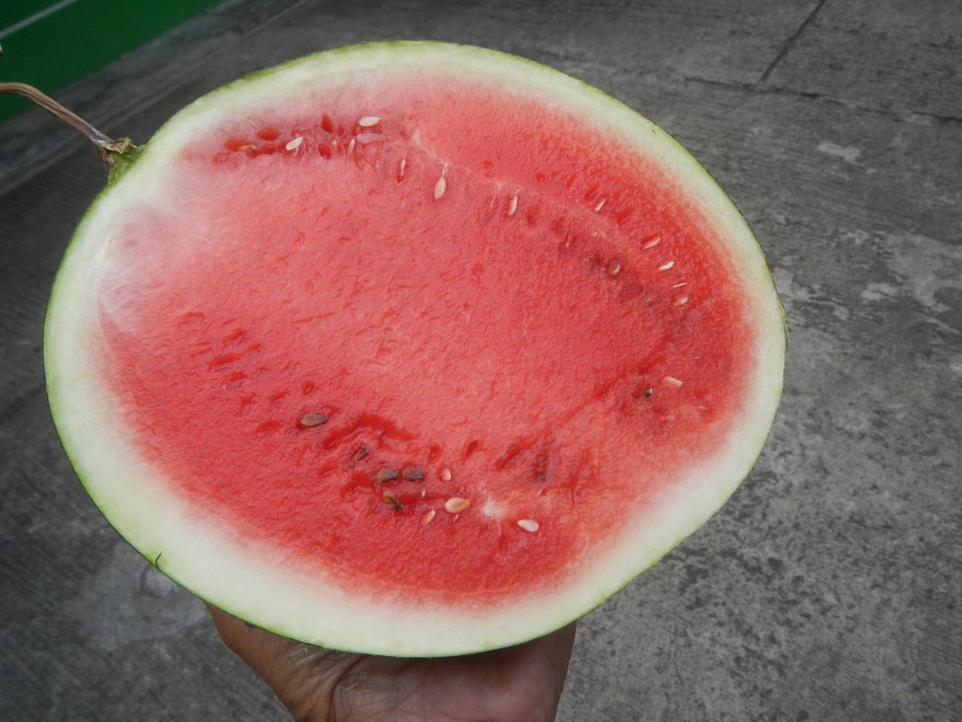 50 Sugar Baby Watermelon Seeds - Small Size, HUGE Flavor - Heirloom ...