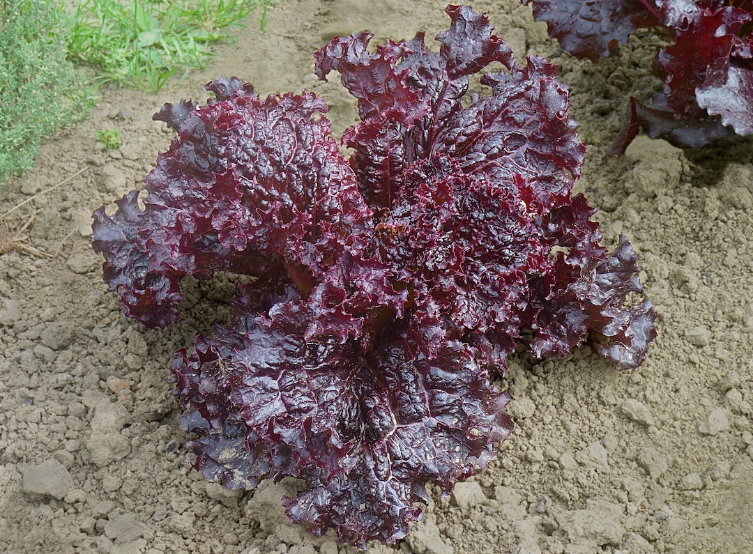 1000 Ruby Red Leaf Seeds - Bulk Seed - Heirloom Non-gmo - Etsy