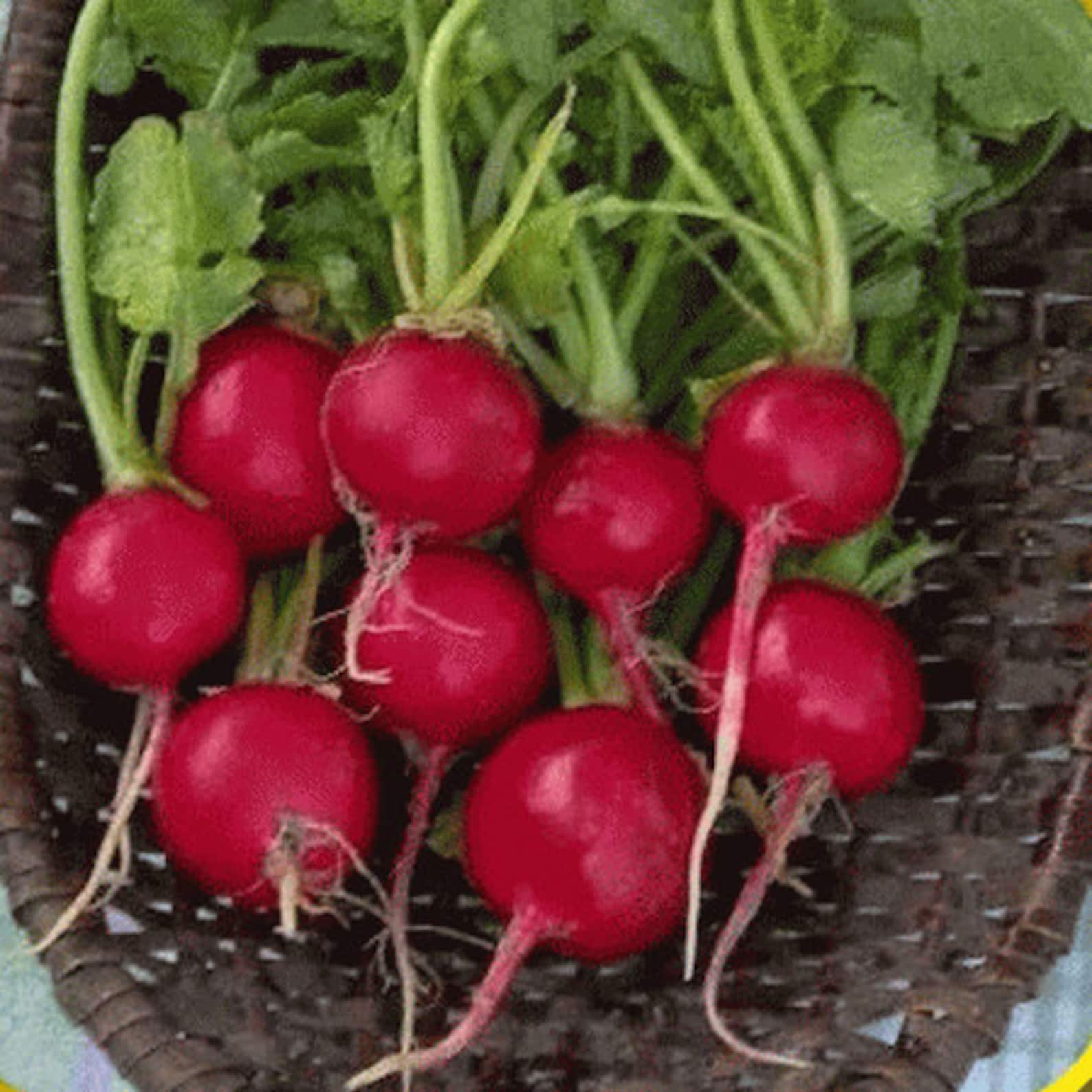500 Champion Radish Seeds Non-gmo Heirloom Radish LARGE - Etsy