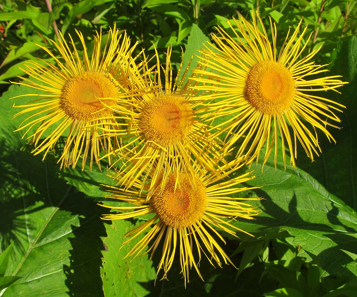 50 Inula Helenium Seeds - Horse Heal - Elf Dock - Elecampane - Non-gmo ...