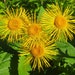 50 Inula Helenium Seeds - Horse Heal - Elf Dock - Elecampane - Non-gmo ...