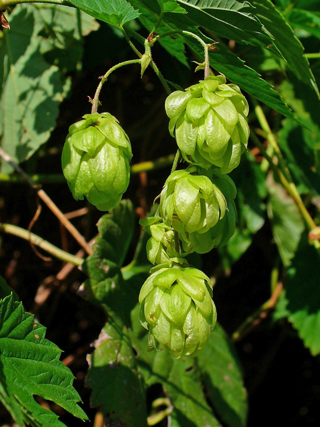 Hops Seeds - Humulus Lupulus - Common Hops - Multiple Quantities - Etsy