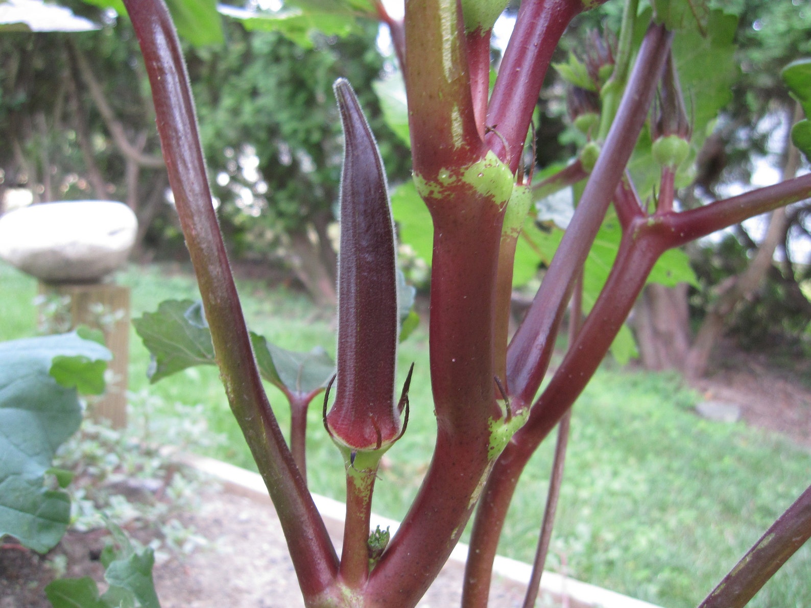 250+ Burgundy Okra Seeds - Non-gmo Heirloom Okra Seeds - Etsy