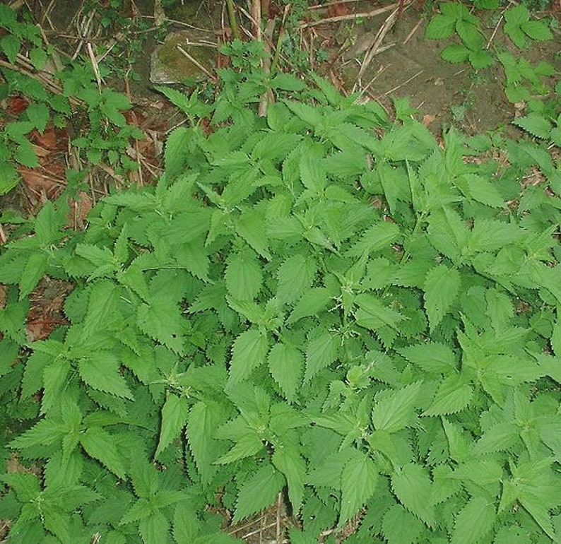 3000 Stinging Nettle Seeds - Urtica Dioica Seeds - Plant - Deer ...