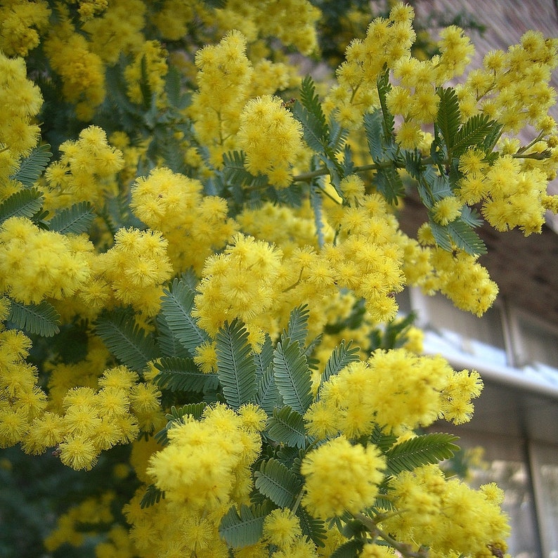 Acacia Baileyana Seeds - Golden Mimosa - Yellow Wattle Tree - 10, 25 ...