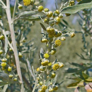 500 Artemisia Absinthium Seeds - Absinthe Wormwood - Herb - Etsy