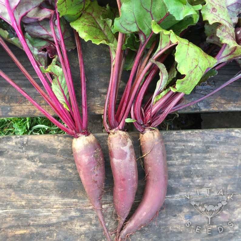 500 Beet Cylindra Non-gmo Heirloom Beet Formanova Beet Bulk Seed - Etsy