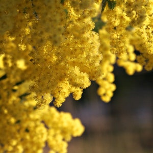 Acacia Baileyana Seeds - Golden Mimosa - Yellow Wattle Tree - 10, 25 ...