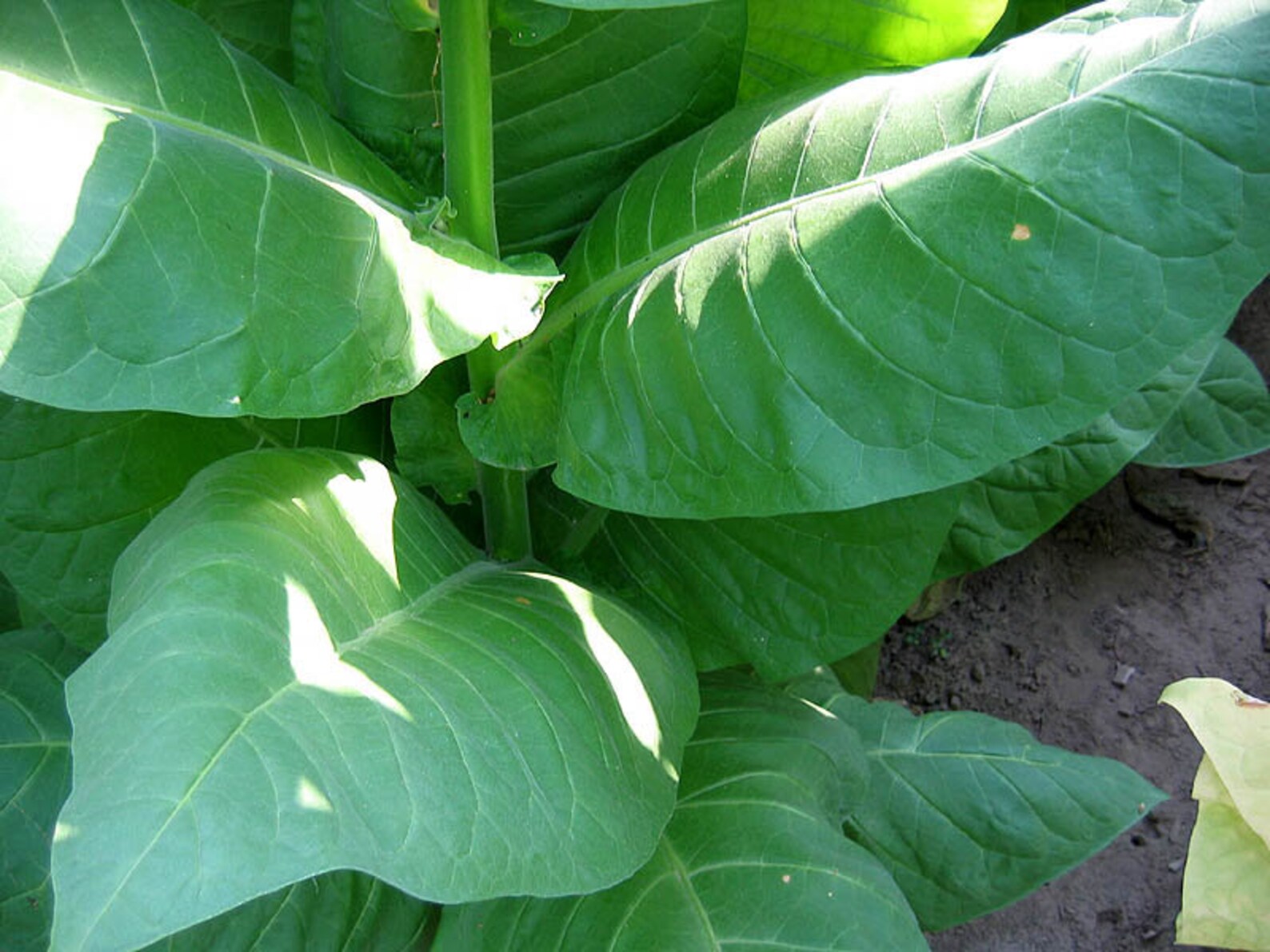 1000 NB 11 Tobacco Seeds ~ Burley Type Heirloom Non-gmo Nicotiana ...