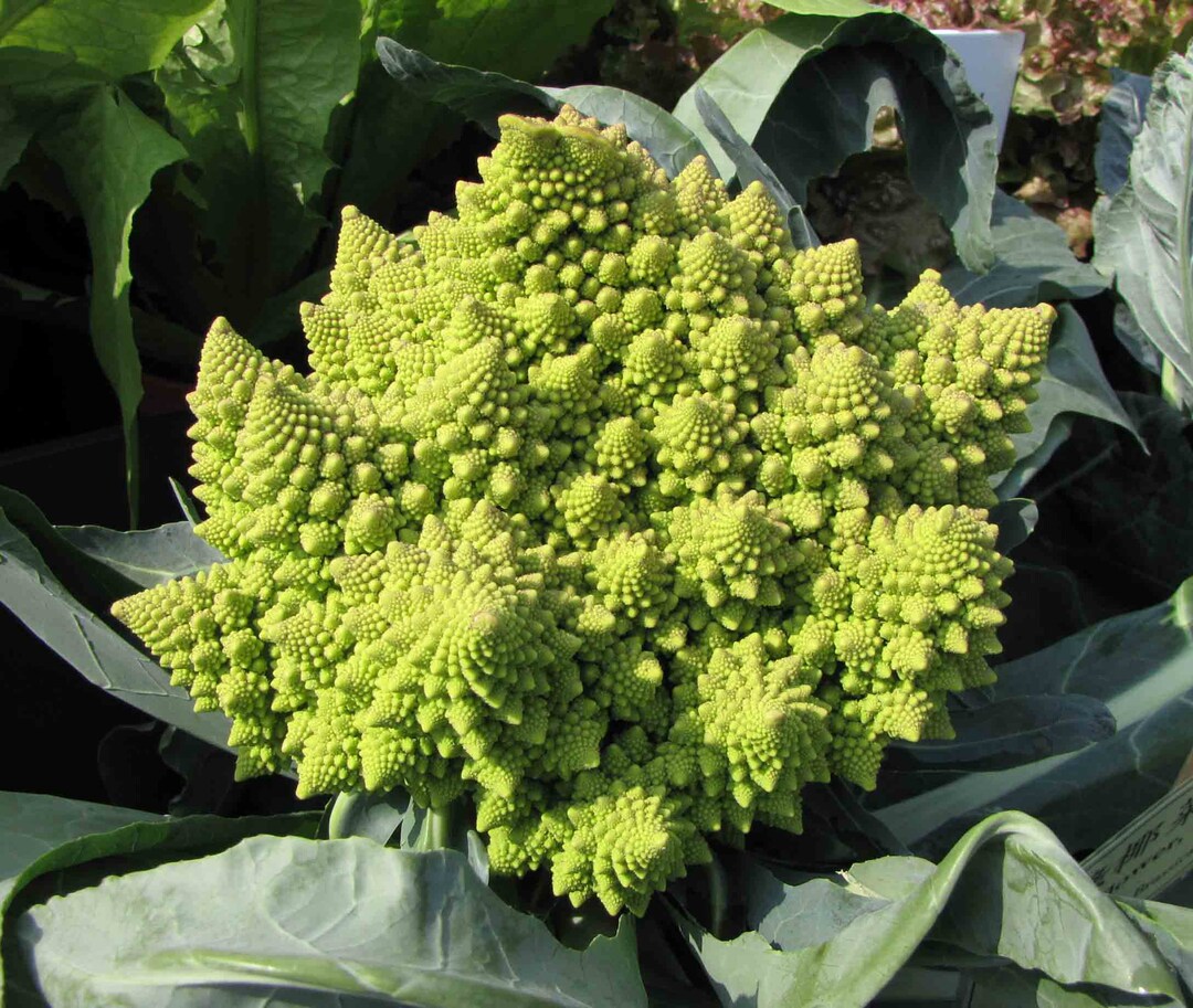 250 Romanesco Broccoli Seeds - Brassica Oleracea Romanesco - Non-gmo - Etsy