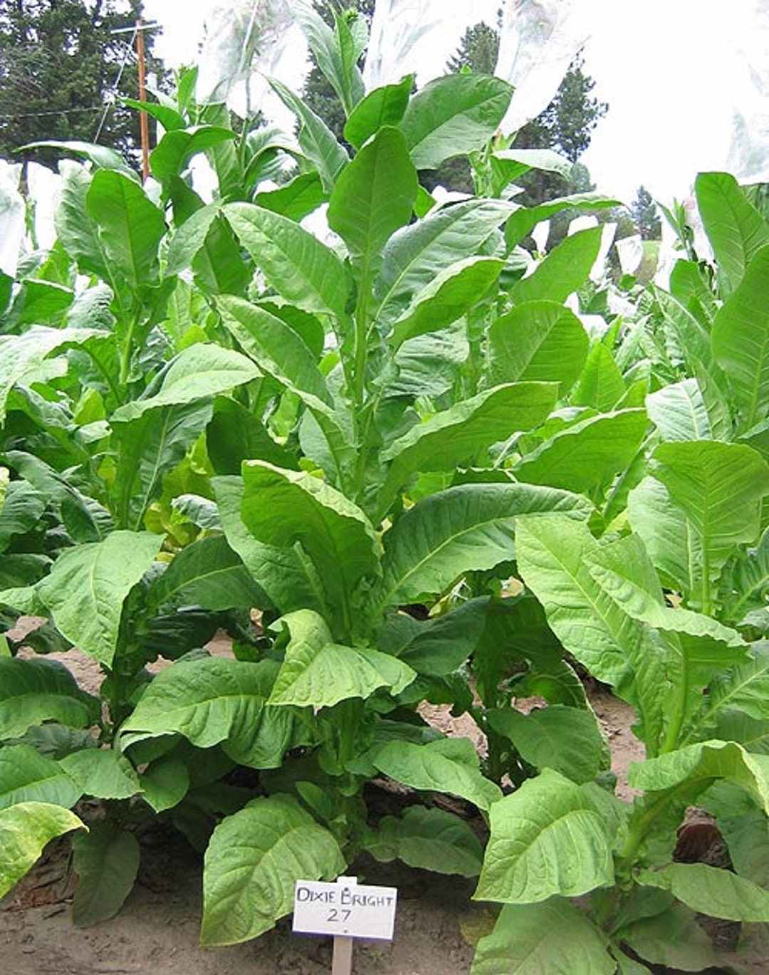 1000 Dixie Bright 27 Tobacco Seeds ~ Nicotiana Tabacum ~ HEAVY ...