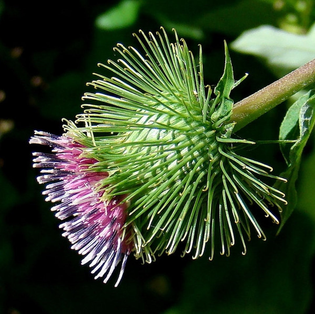 30 Arctium Lappa 'takinogawa Long Burdock' - Gobo Seeds - Herb - Etsy