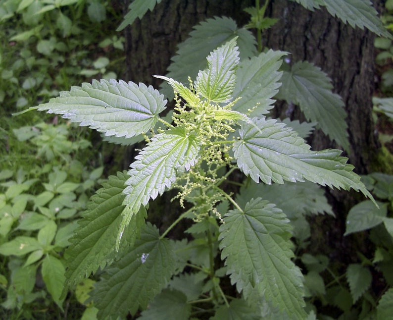 3000 Stinging Nettle Seeds - Urtica Dioica Seeds - Plant - Deer ...