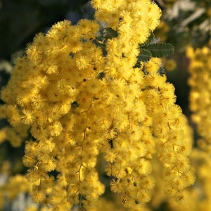 Acacia Baileyana Seeds - Golden Mimosa - Yellow Wattle Tree - 10, 25 ...