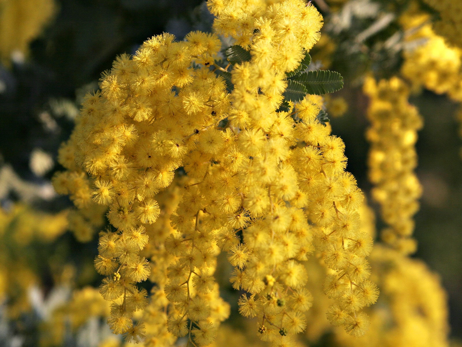 Acacia Baileyana Seeds Golden Mimosa Yellow Wattle Tree | Etsy