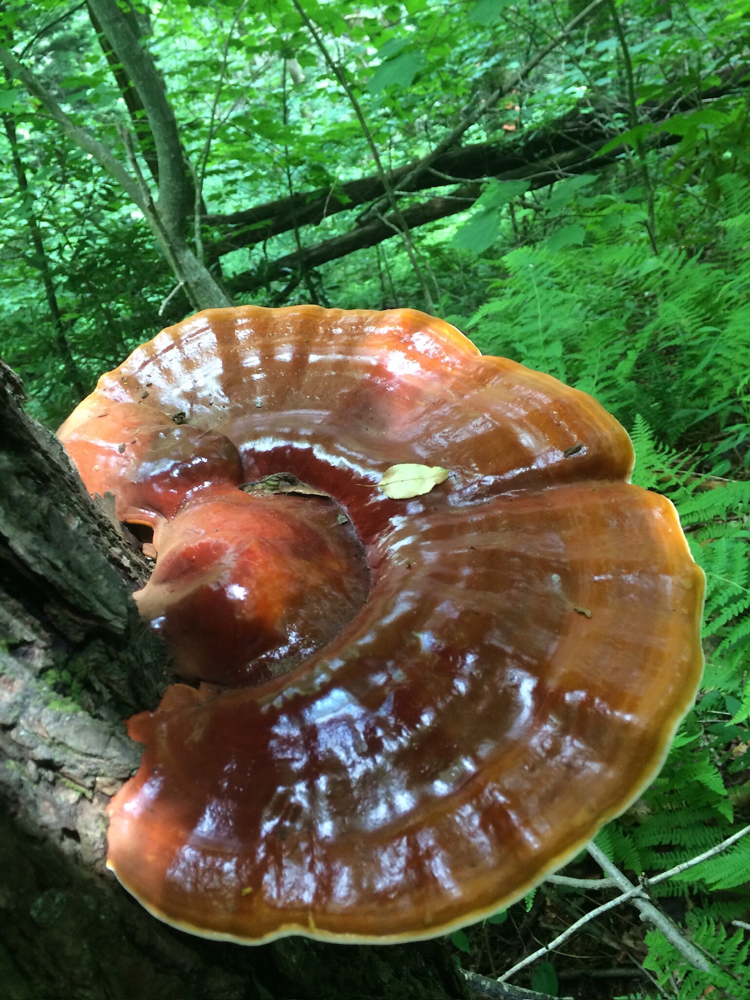 Wild Harvested Reishi Mushrooms Sliced and Dried Ganoderma Tsugae ...