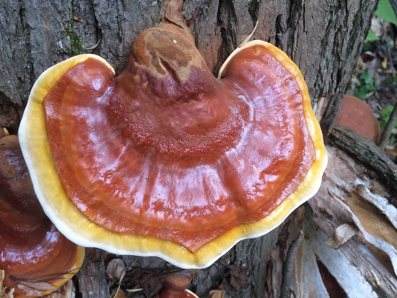 Wild Harvested Reishi Mushrooms Sliced and Dried Ganoderma Tsugae ...