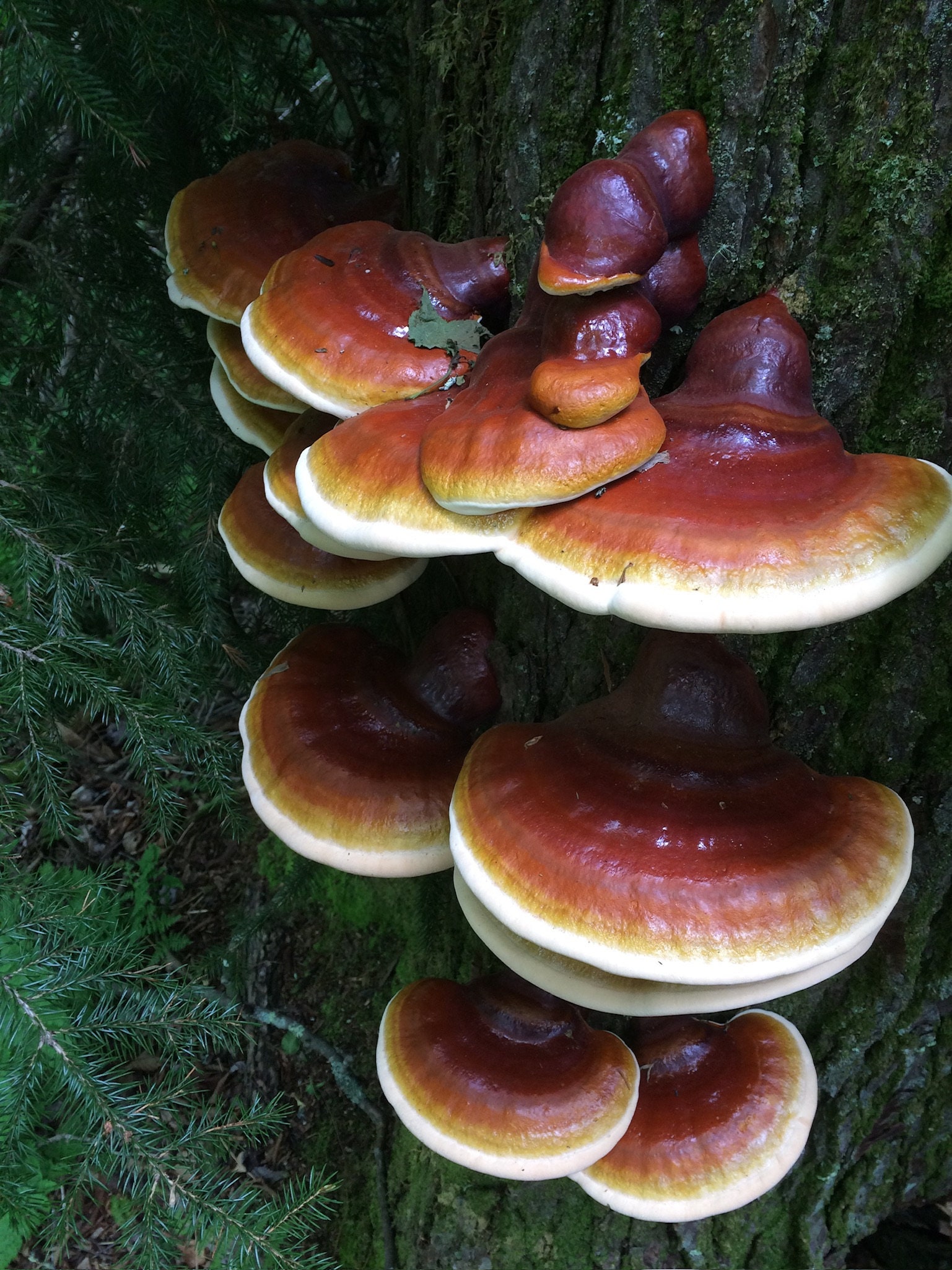 Wild Harvested Reishi Mushrooms Sliced and Dried Ganoderma Tsugae ...