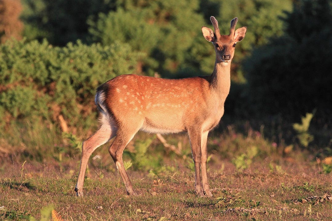 Young Sika Stag Photograph - Etsy