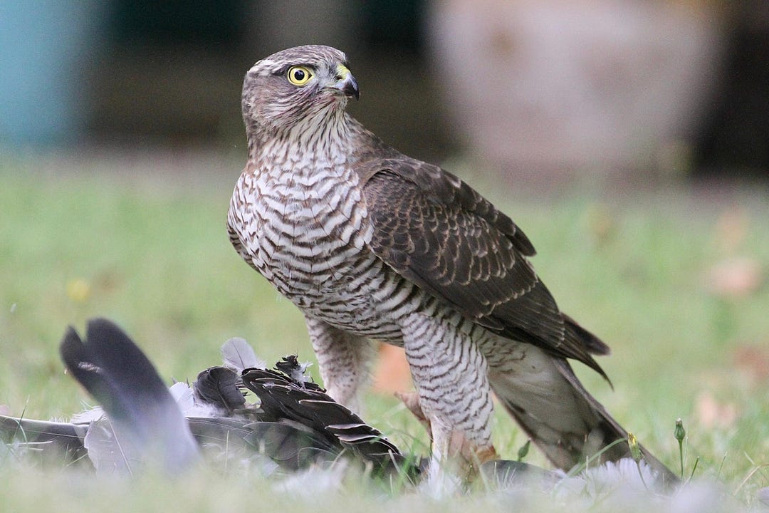 Sparrowhawk Photograph - Etsy