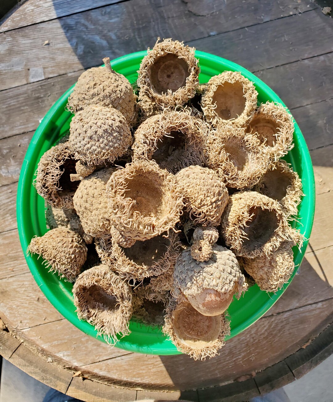 Large Burr Oak Acorn Tops, Acorn Top Hats, Large Acorn Tops for Crafts ...